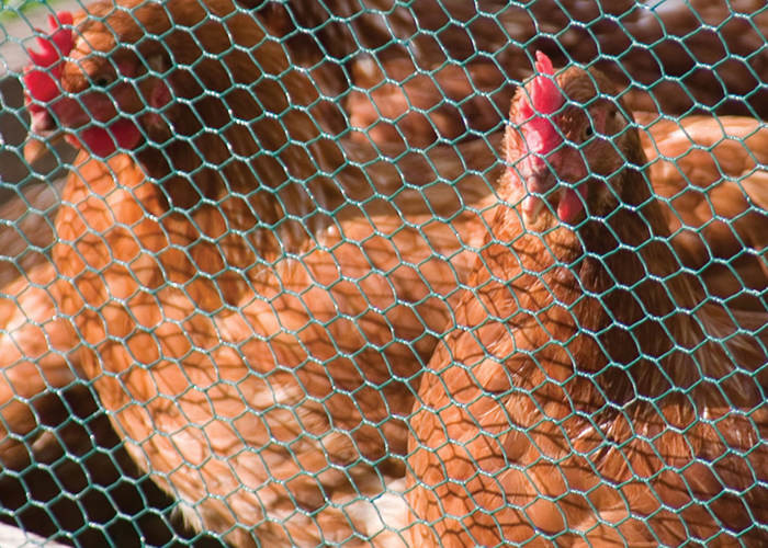 1.4mm 1 Inch Poultry Netting Bwg 20 Rabbit Wire Mesh