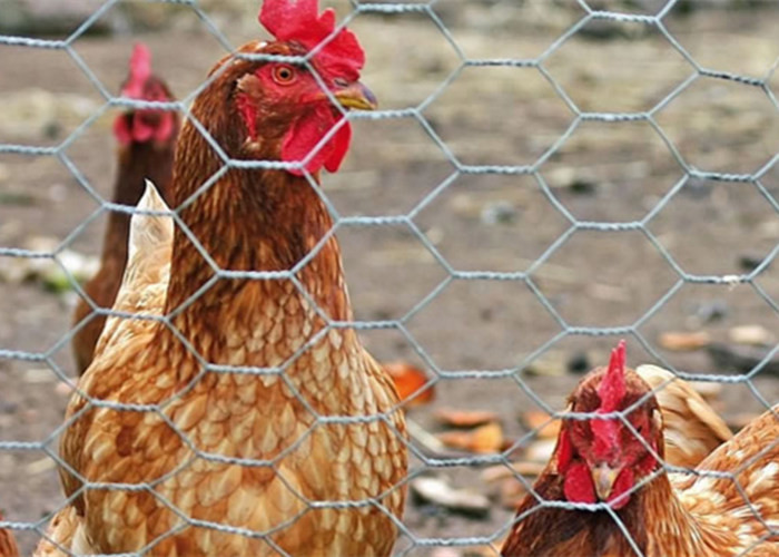 Galvanized BWG 12 Hexagonal Wire Mesh Netting For Feeding Chicken And Pets